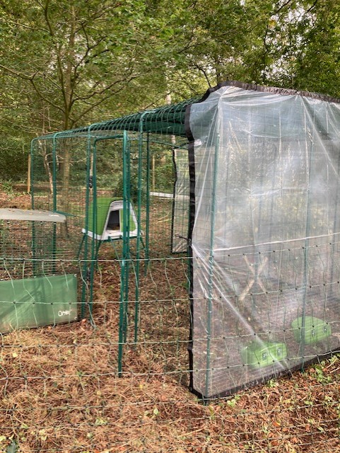 Sussex Hens - Chicken Boarding Services