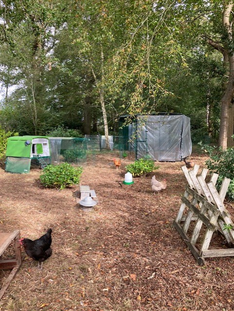Sussex Hens - Chicken Boarding Services